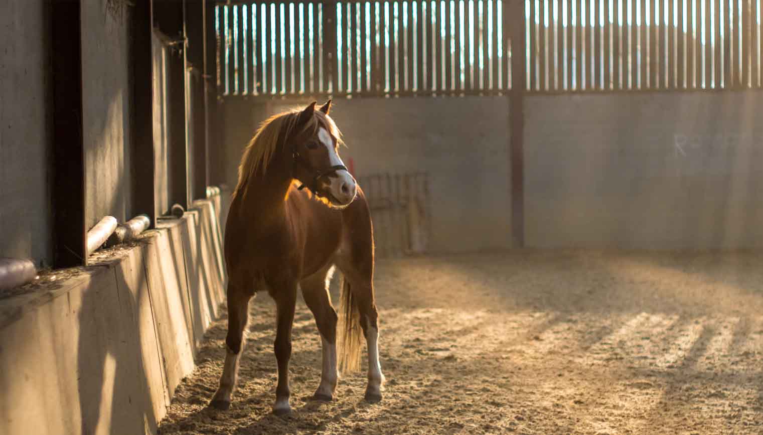 Veterinaria equina: ¿qué es y cómo formarte? - Campus Training