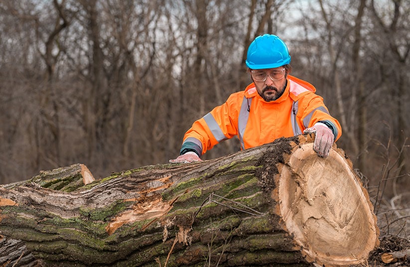 Guarda Forestal sueldo: ¿cuánto ganan? | Campus Training