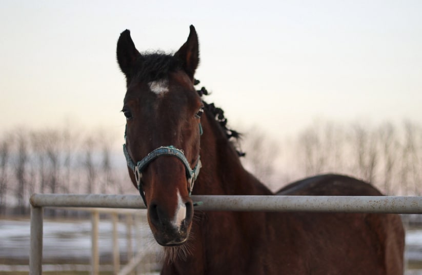 Terapia con caballos, ¿qué es y cómo se realiza? - Campus Training