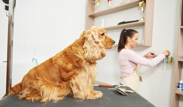Historia de la Peluquería Canina: ¡Entra y descúbrela!
