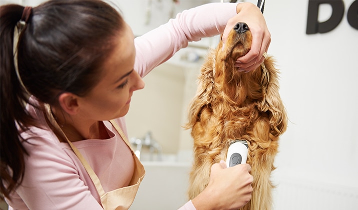 ¿Qué es la Peluquería Canina?: un repaso de la profesión