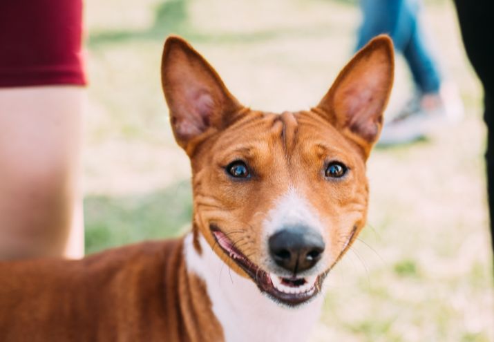 ¿Existen los perros con síndrome de Down? | Campus Training